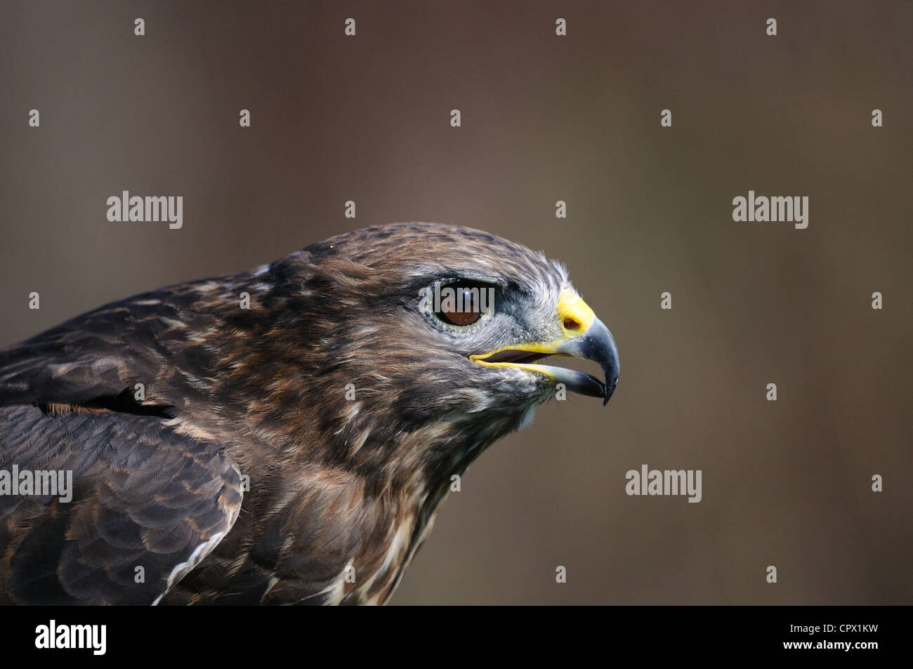 Portrait of Common Buzzard Stock Photo - Alamy
