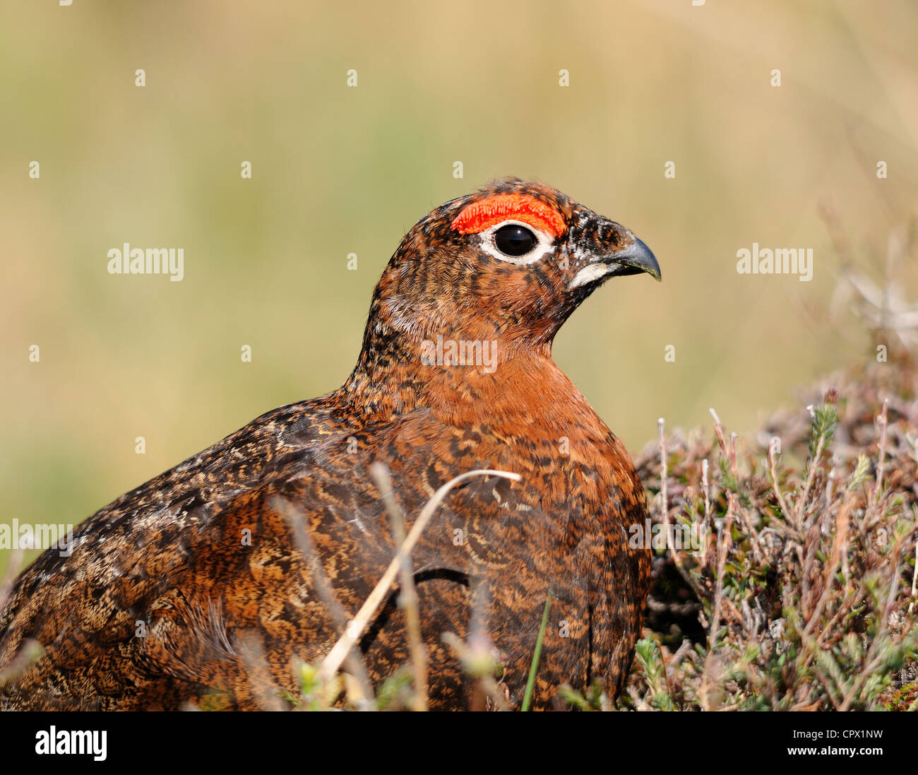 Heather moorland species hi-res stock photography and images - Alamy