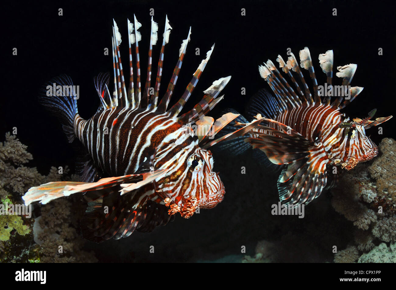 Lionfish hi-res stock photography and images - Alamy