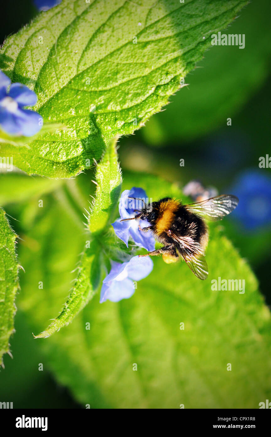 Bee on a flower Stock Photo - Alamy