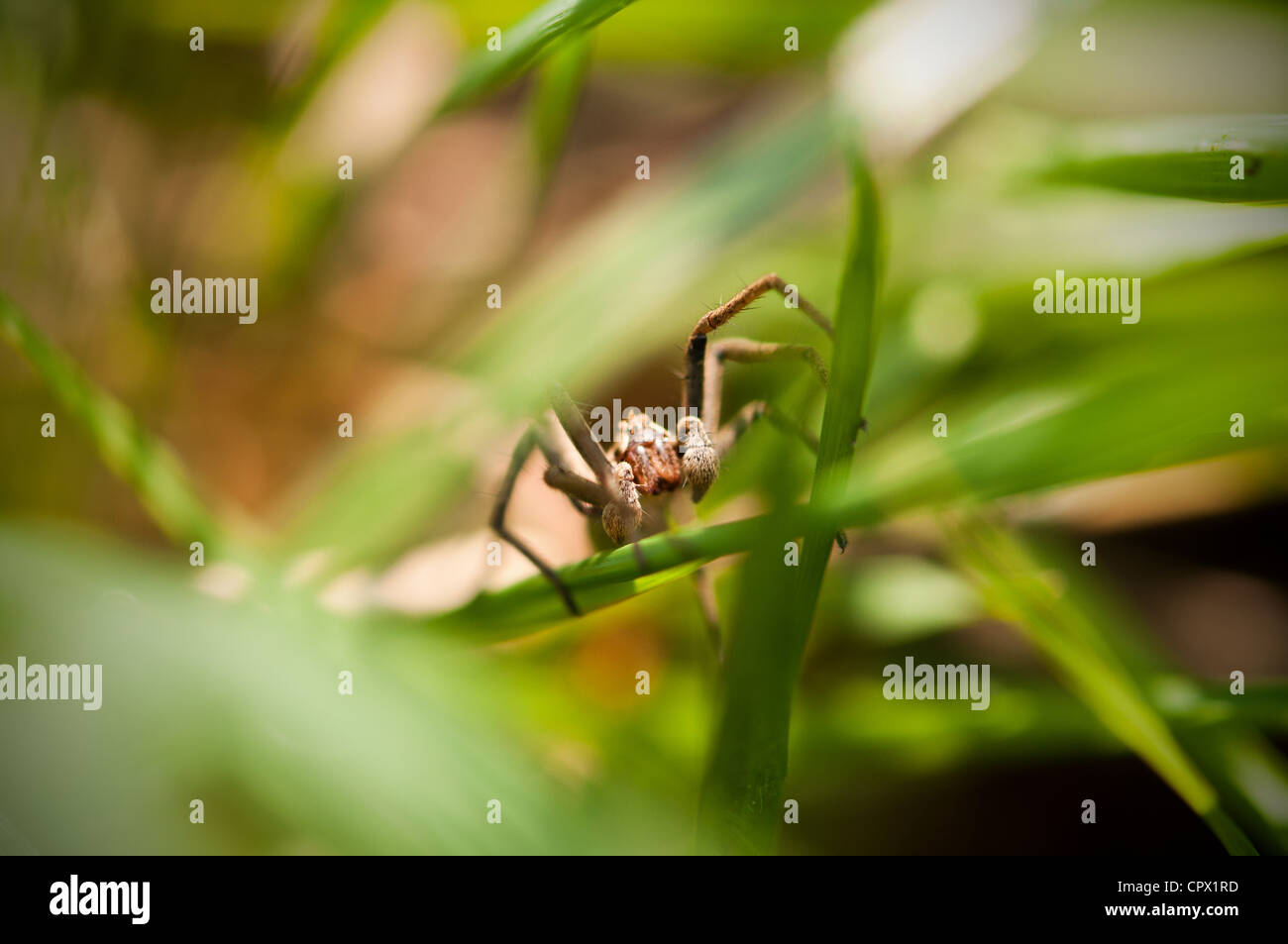 Hiding spider hi-res stock photography and images - Alamy