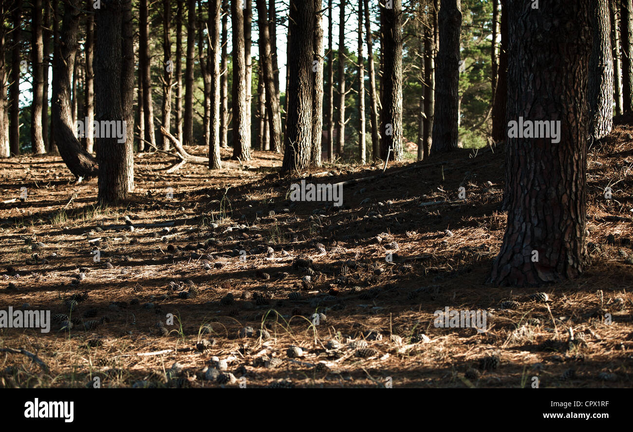 Pine Tree Shadow High Resolution Stock Photography and Images - Alamy