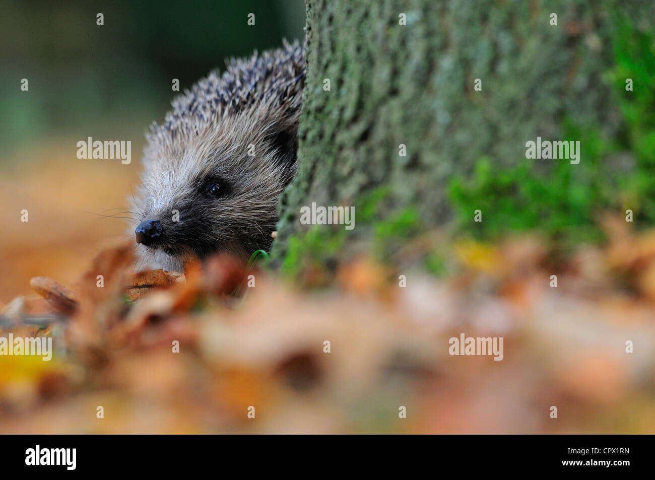 Woodland hedgehog hi-res stock photography and images - Alamy