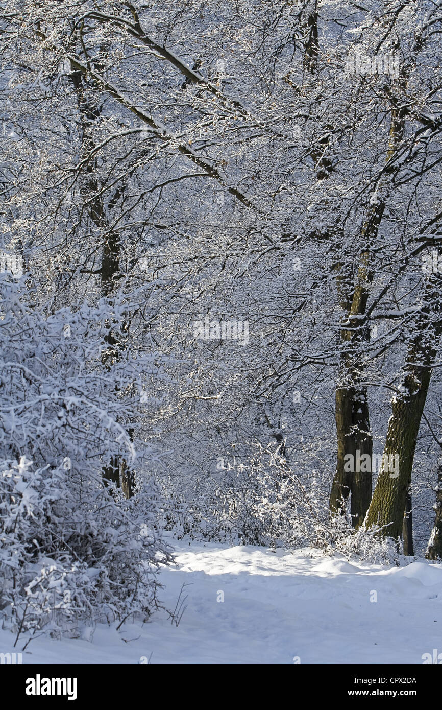 Nice light & shadow combination in a forest in winter Stock Photo - Alamy