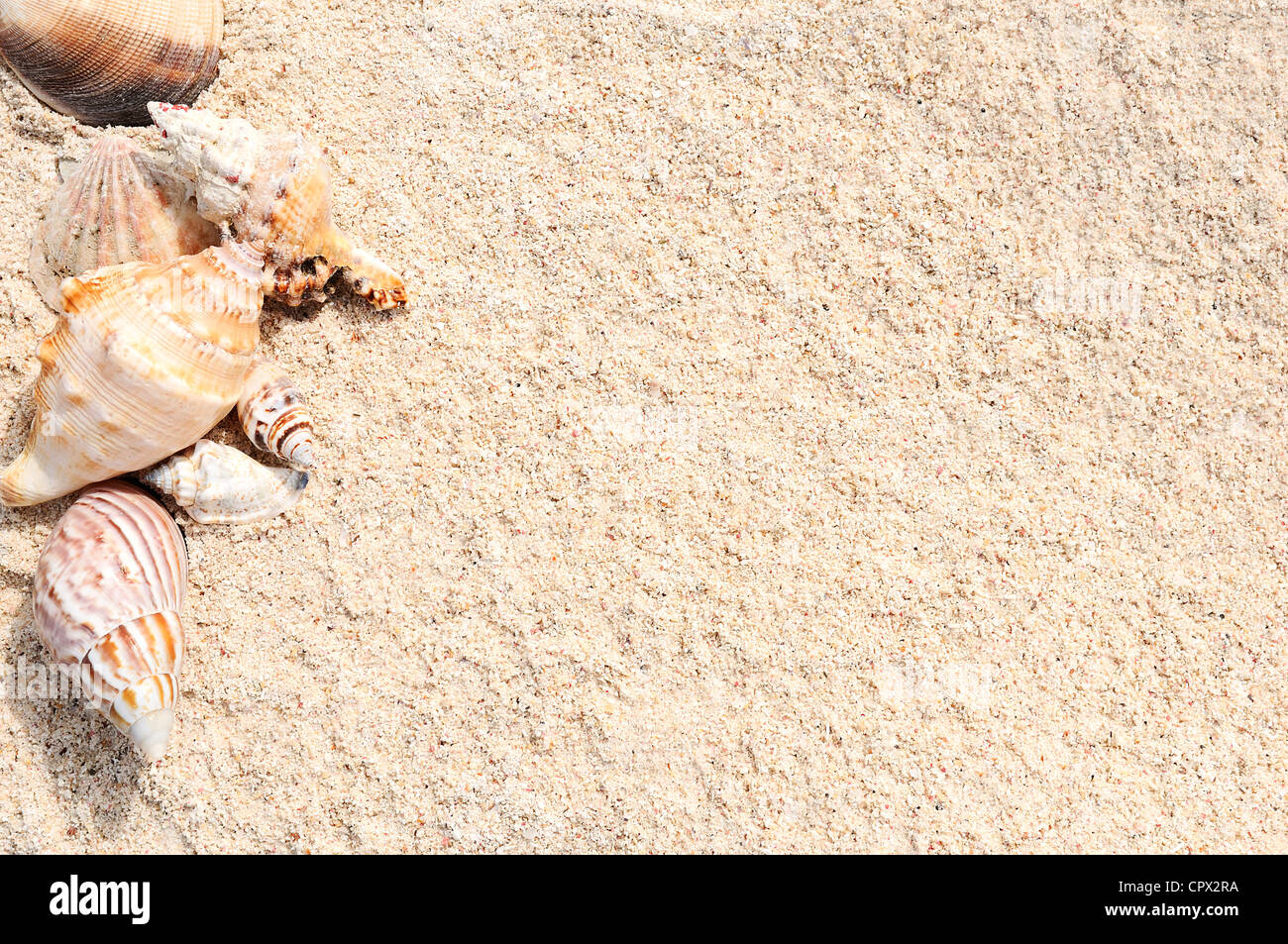 sea shells with sand as background Stock Photo - Alamy