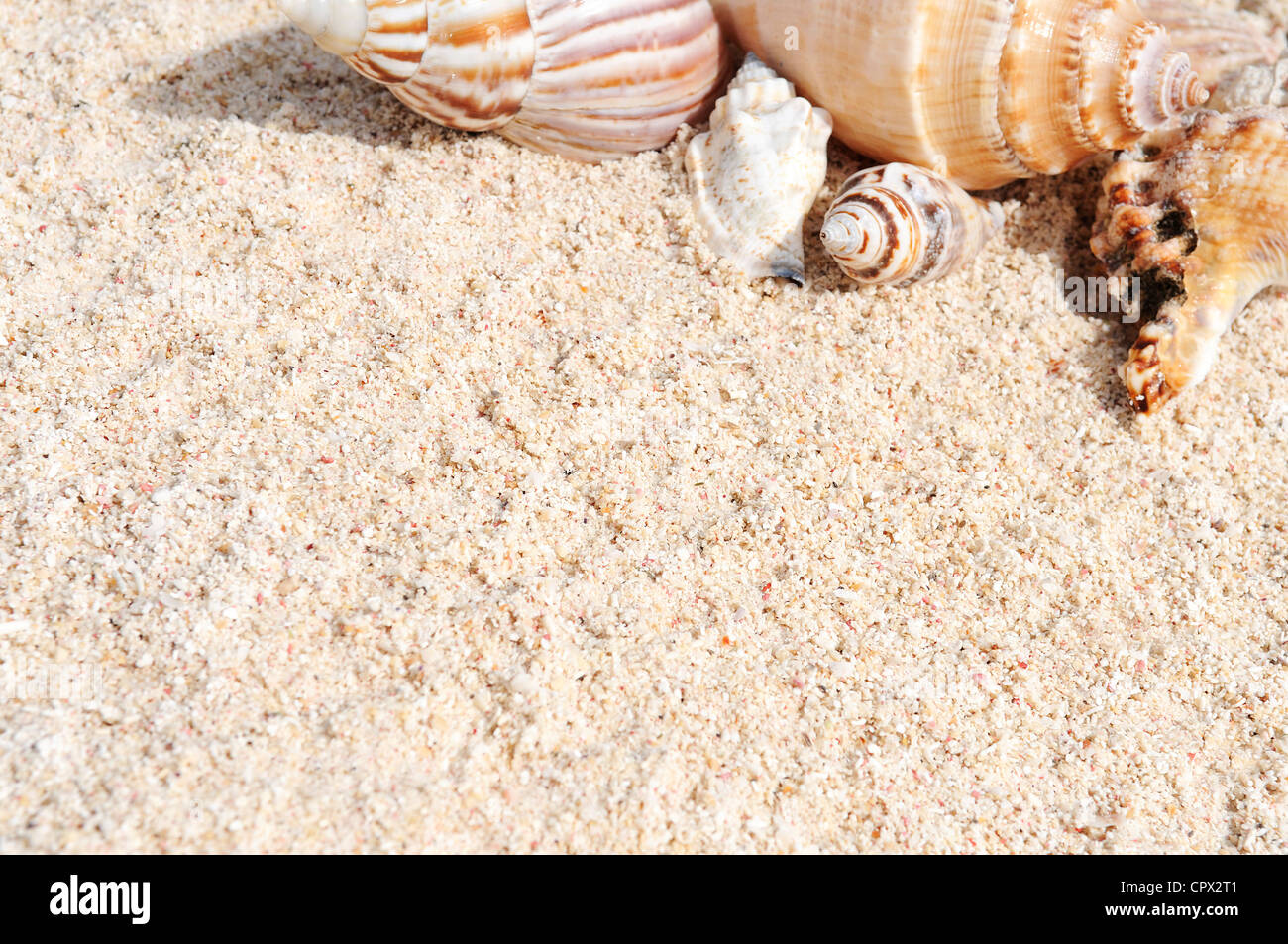 sea shells with sand as background Stock Photo - Alamy
