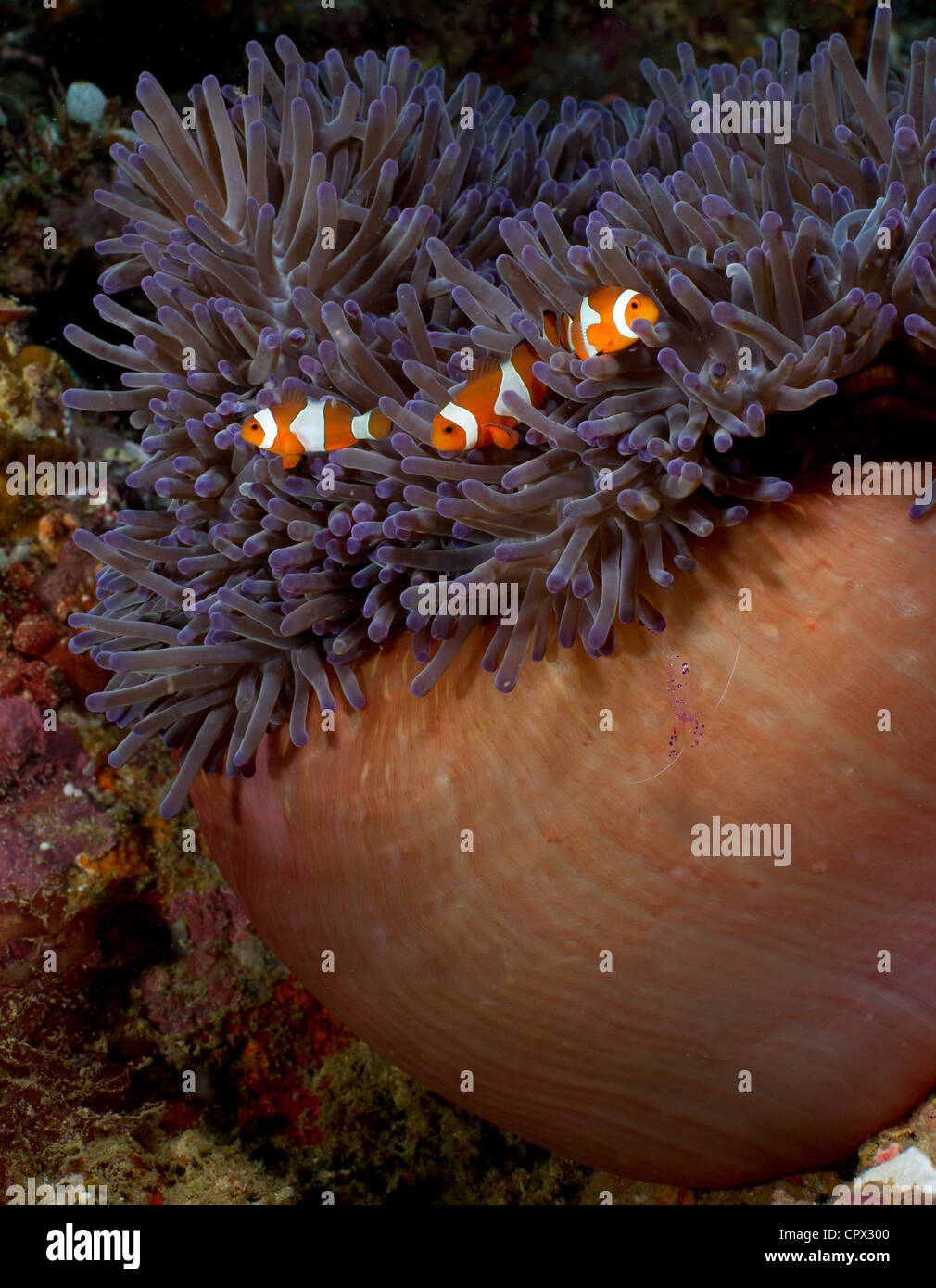 Clownfish hi-res stock photography and images - Alamy