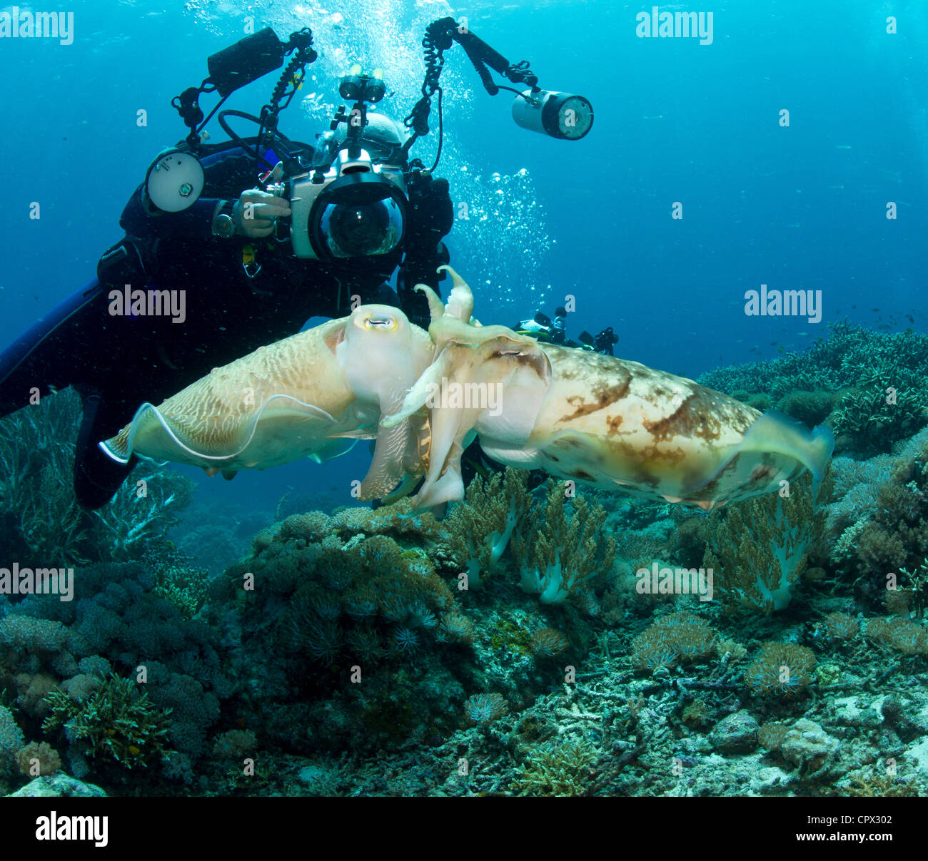 Diver and Mating Cuttlefish Stock Photo - Alamy