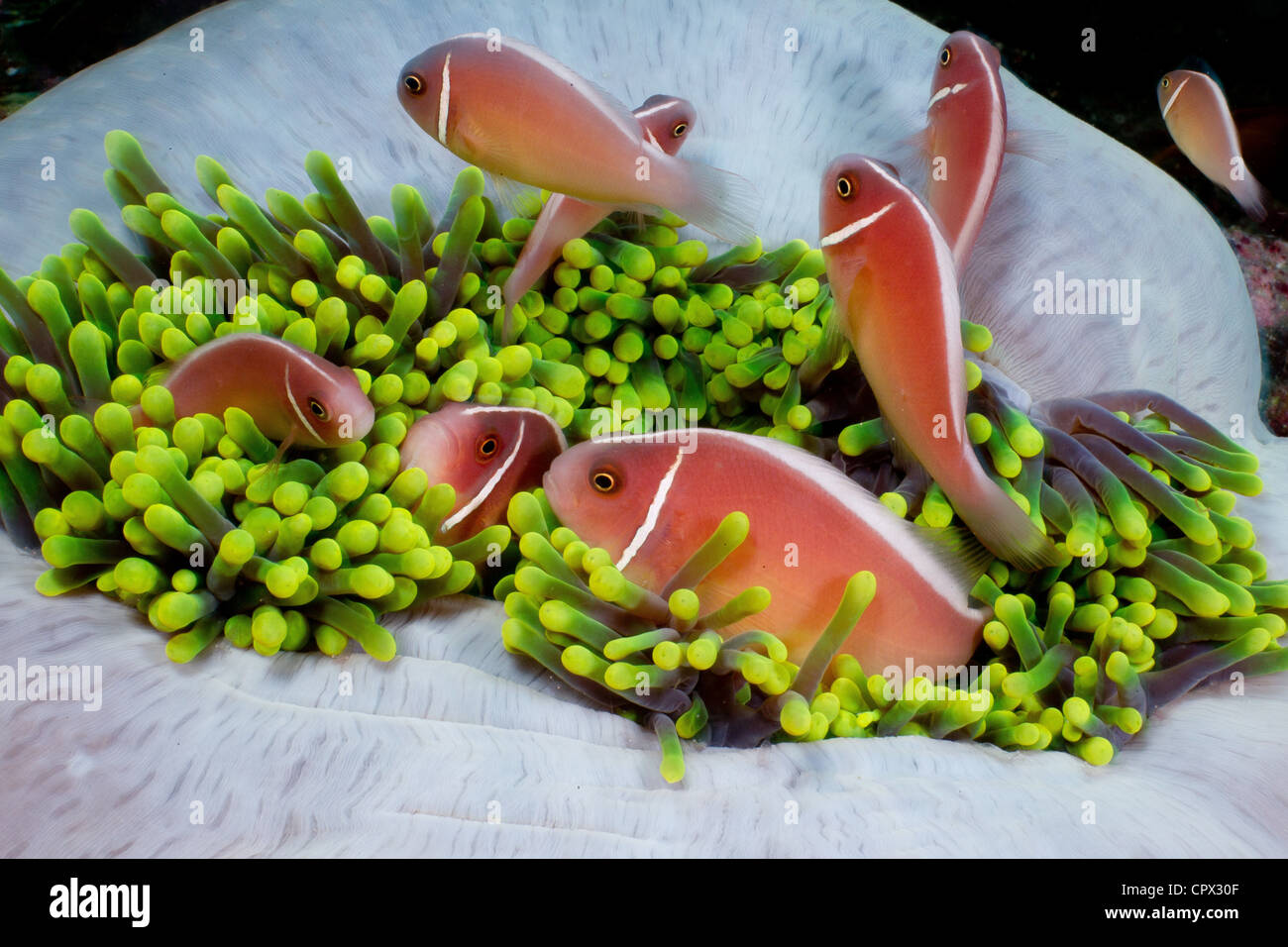 Skunk striped anemonefish hi-res stock photography and images - Alamy