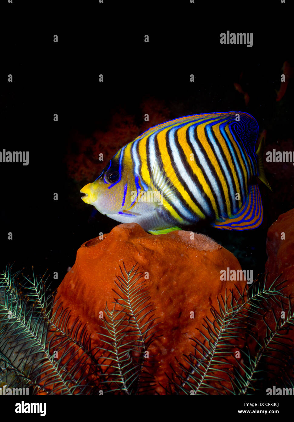 Angelfish hi-res stock photography and images - Alamy