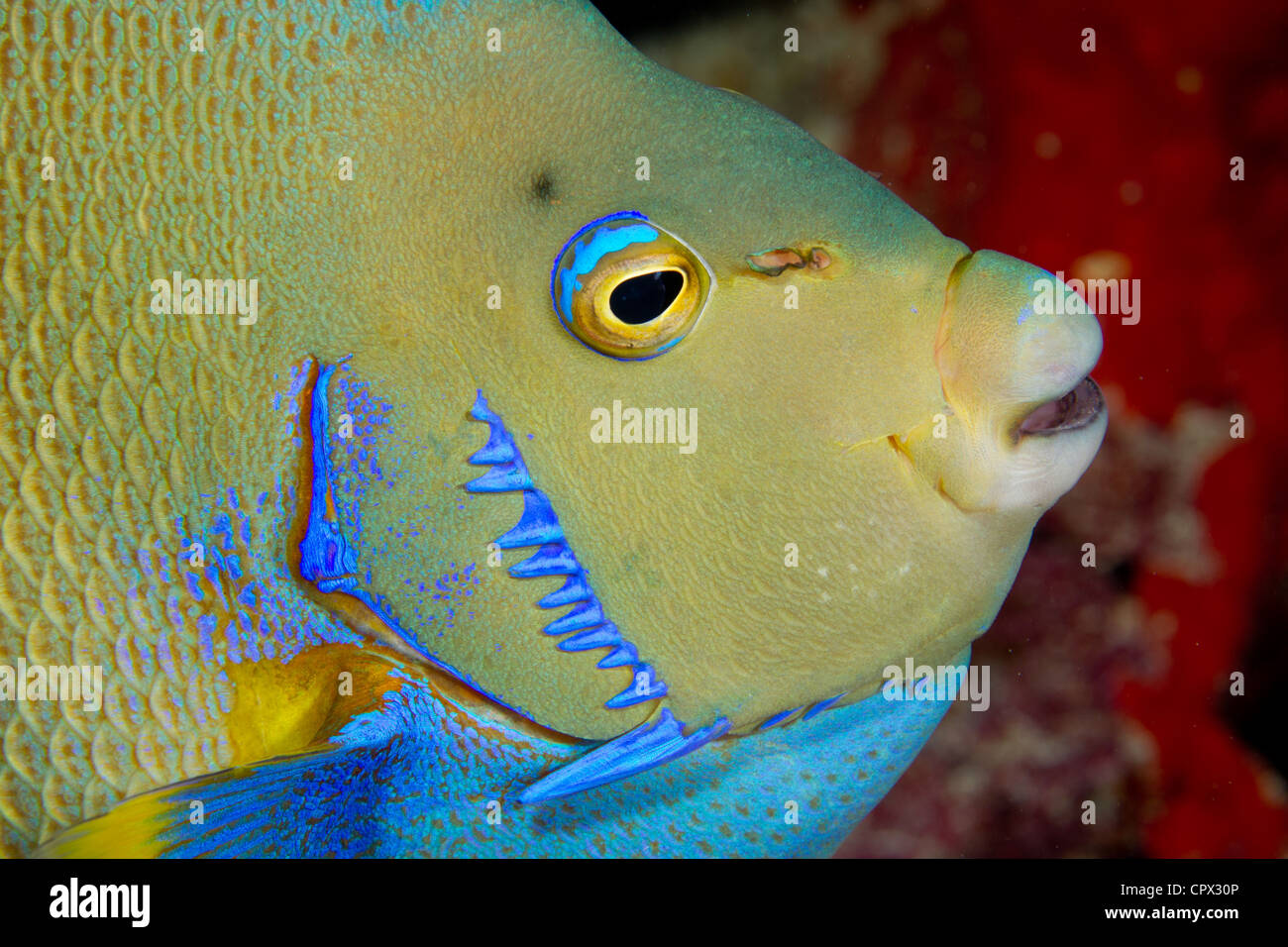 Closeup of Blue Angelfish Stock Photo - Alamy