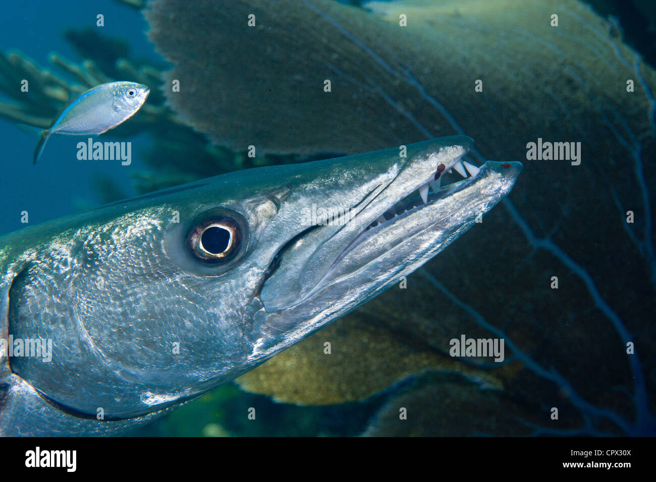 Closeup of Great Barracuda Stock Photo - Alamy
