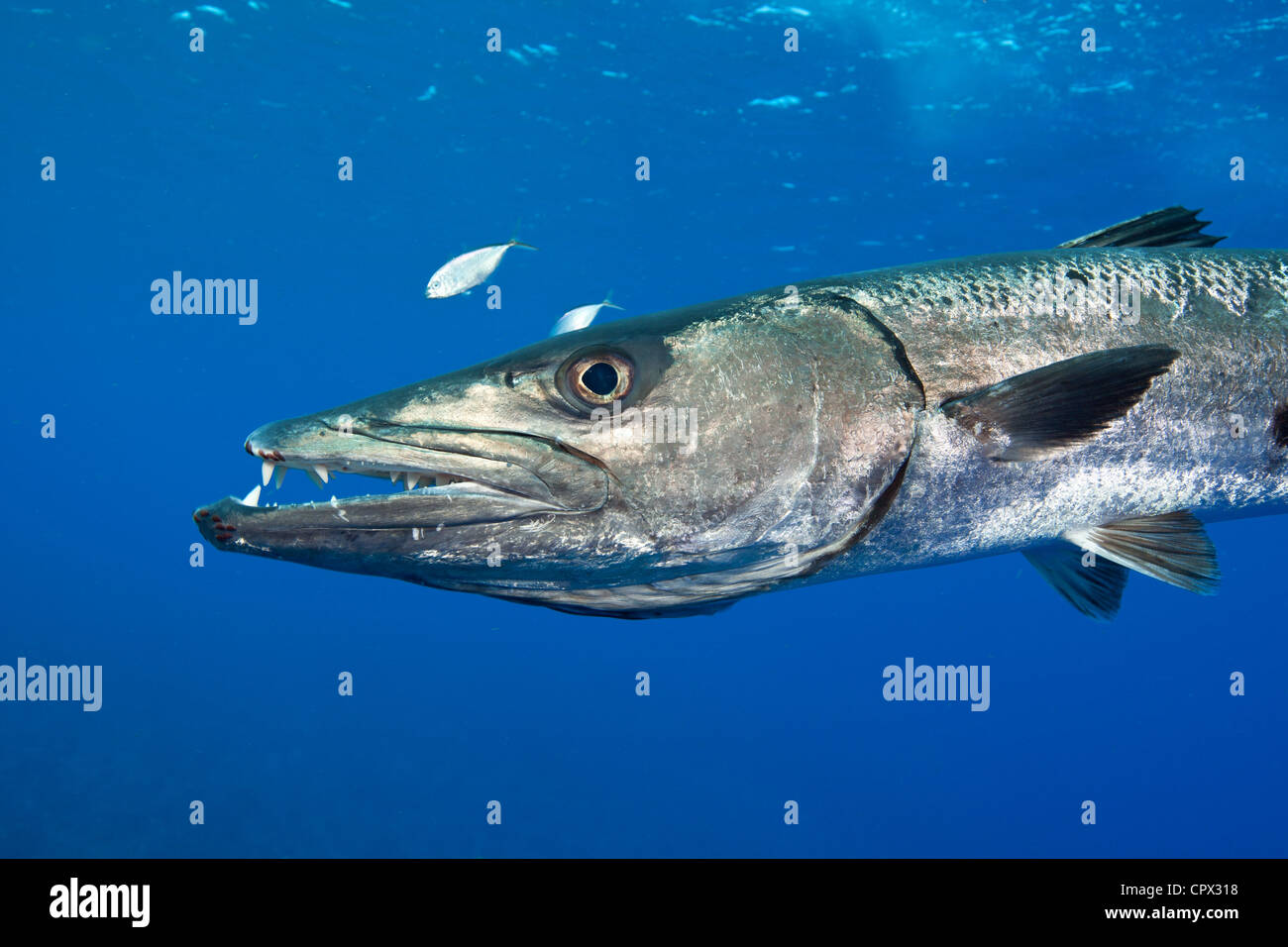 Barracuda hi-res stock photography and images - Alamy