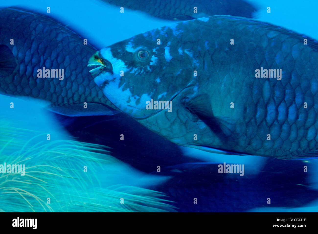 Midnight blue hi-res stock photography and images - Alamy