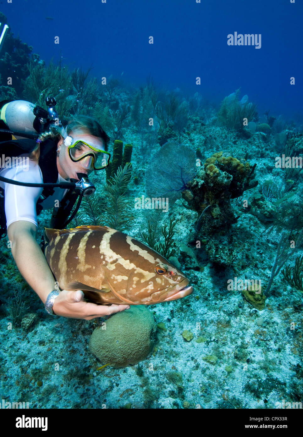 British marine life underwater hi-res stock photography and images - Alamy