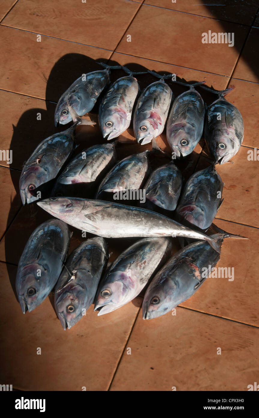 Tuna tail hi-res stock photography and images - Alamy