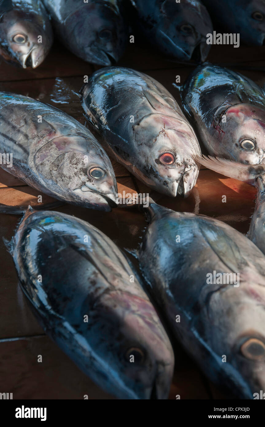 Fresh tuna, Bitung fish market, Indonesia Stock Photo - Alamy