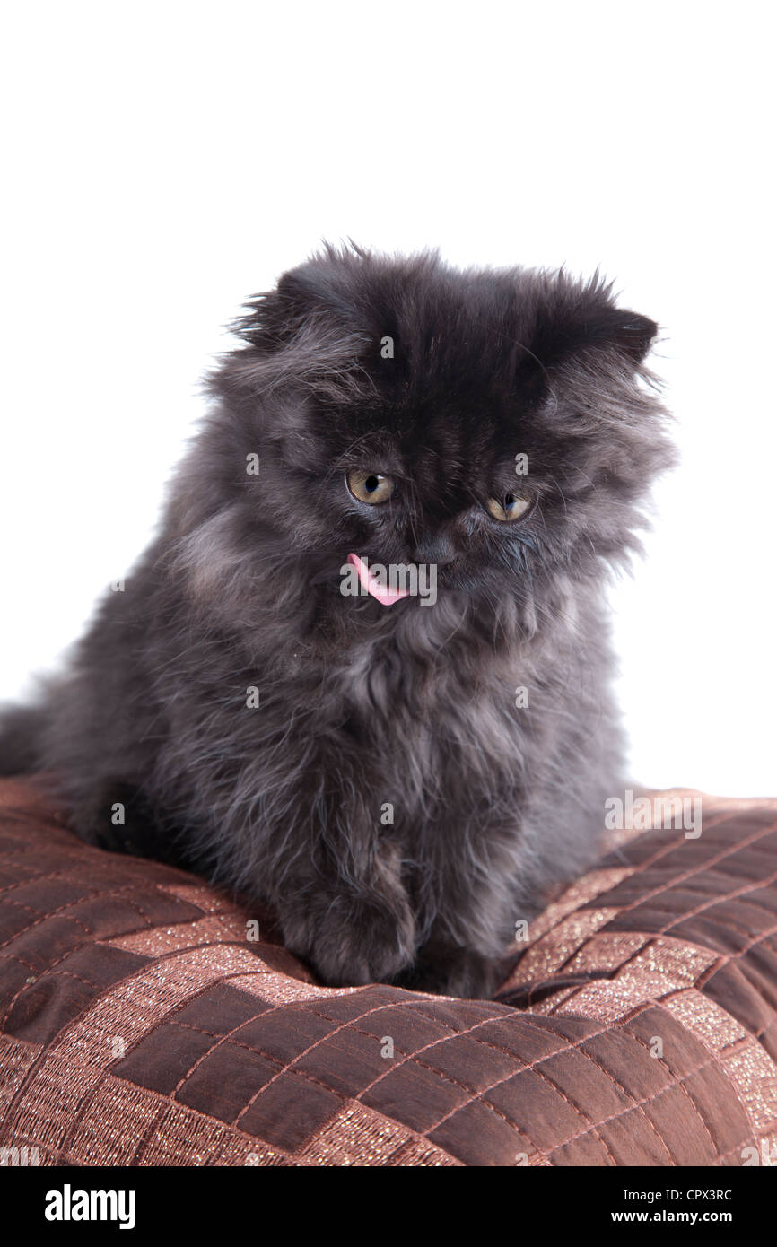 British longhair cat Stock Photo - Alamy