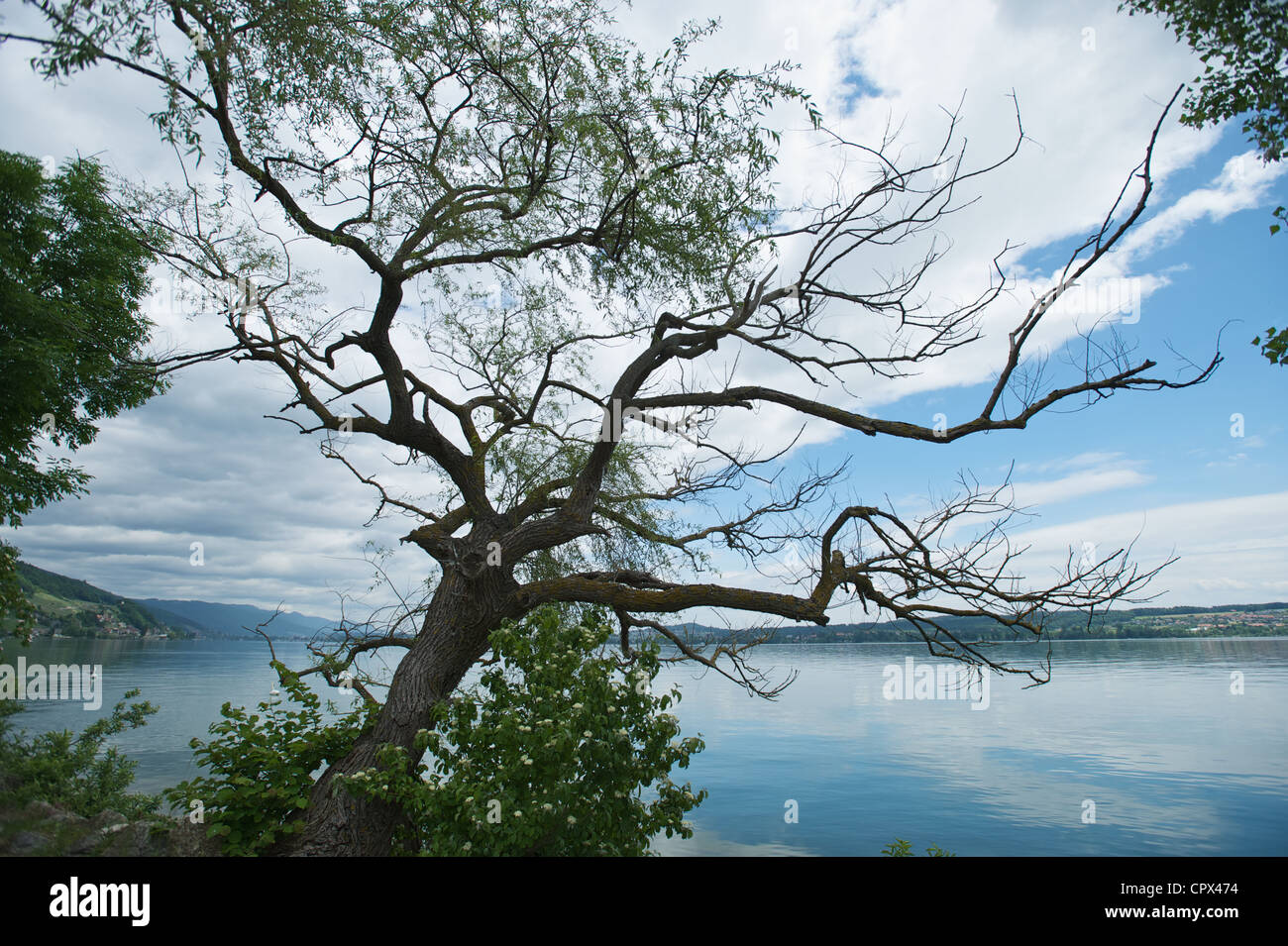 The Lake of Biel/Bienne in Stwitzerland. Clouds and an old tree hang ...