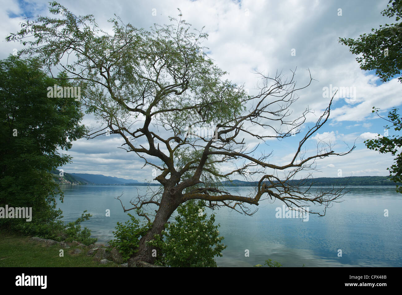 The Lake of Biel/Bienne in Stwitzerland. Clouds and an old tree hang ...