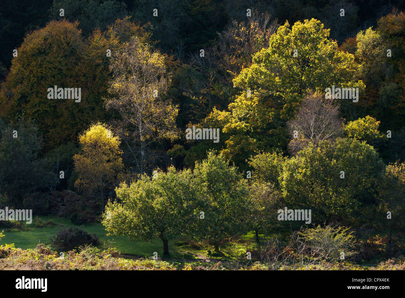 autumn colours, Dartmeet, Dartmoor, Devon, England, UK Stock Photo - Alamy