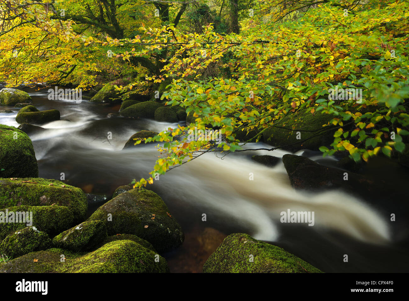 autumn colours along the East Dart River, Dartmoor, Devon, England ...