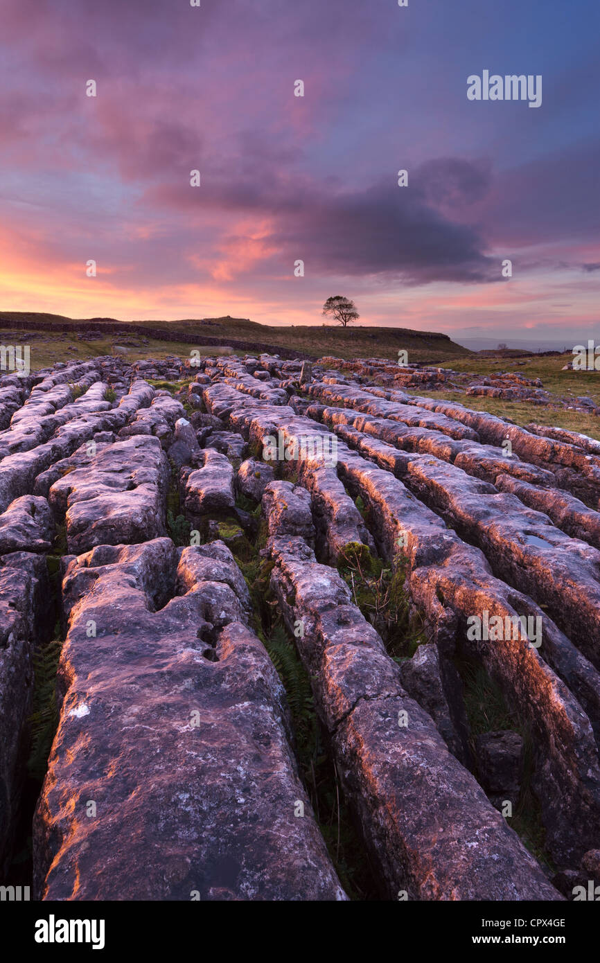 a limestone pavement on Malham Moor at dawn, Yorkshire Dales, England ...