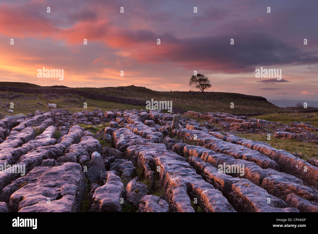 a limestone pavement on Malham Moor at dawn, Yorkshire Dales, England ...