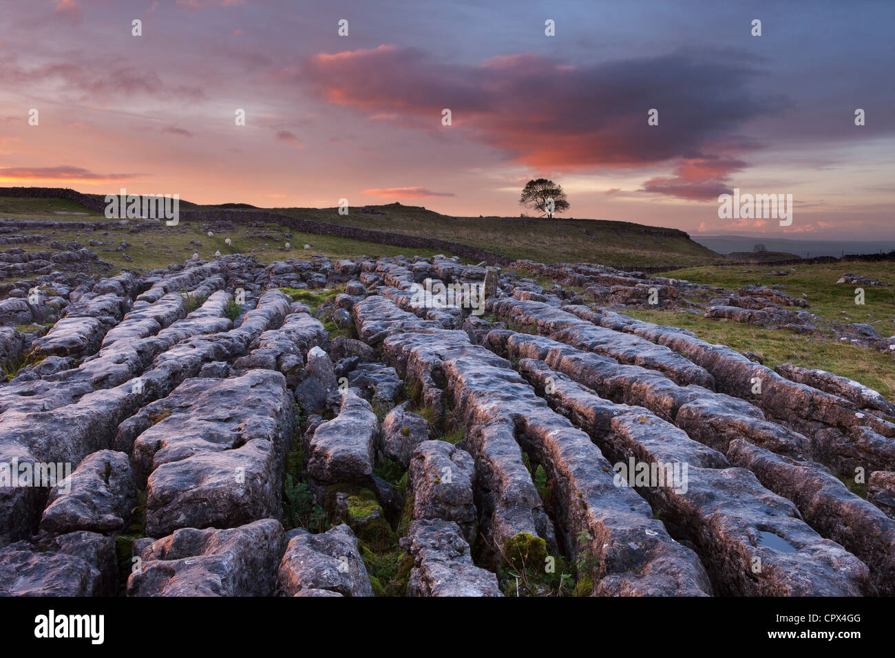a limestone pavement on Malham Moor at dawn, Yorkshire Dales, England ...