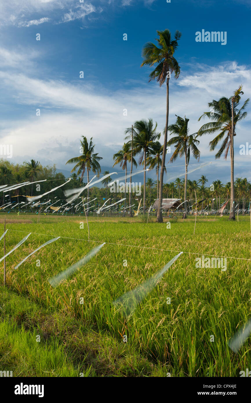 rice fields, palm trees & mountains beyond, nr Malatapay, Negros ...