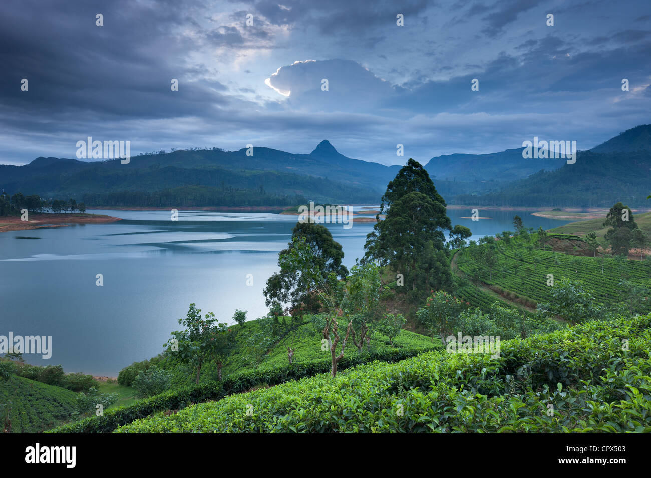 Sri Pada (Adam's Peak) from a tea plantation on Lake Maskeliya, Central ...