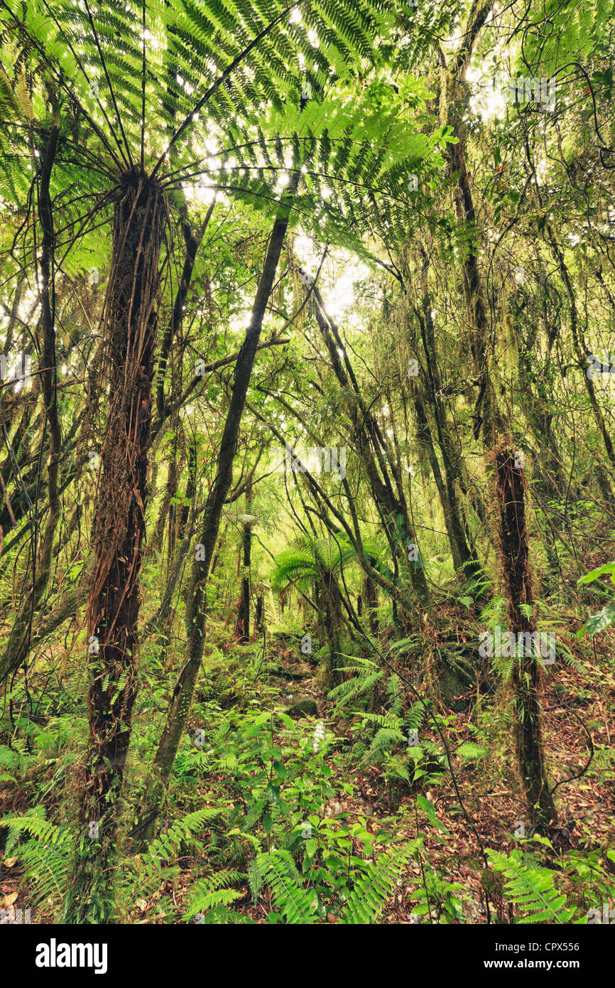 The New Zealand native bush Stock Photo - Alamy