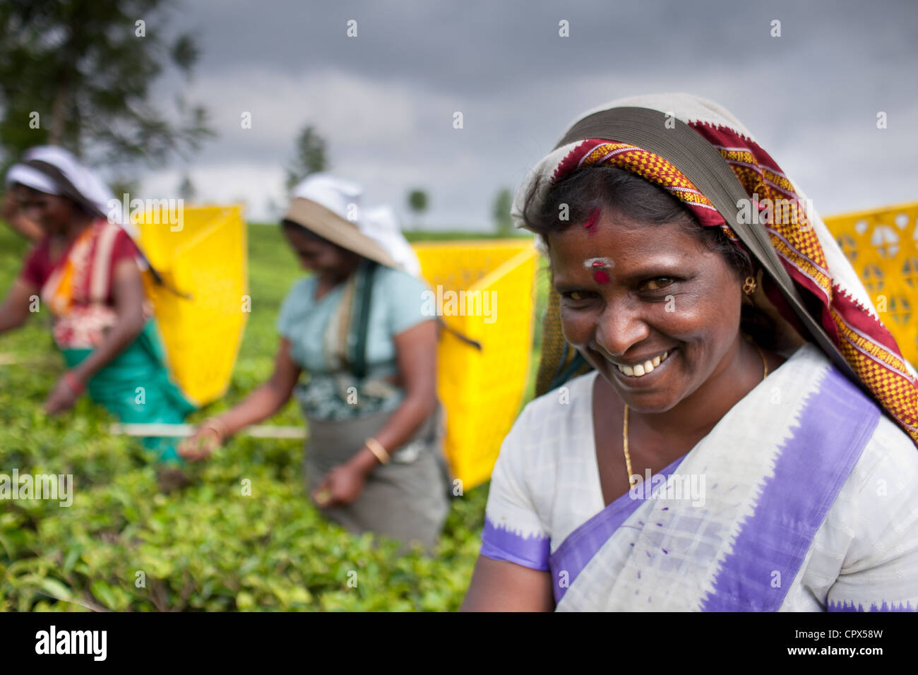 tea pluckers on the Pedro Estate, Nuwara Eliya, Southern Highlands, Sri ...