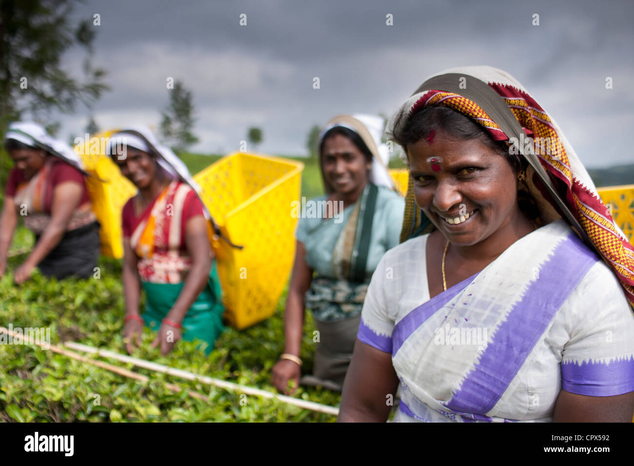tea pluckers on the Pedro Estate, Nuwara Eliya, Southern Highlands, Sri ...