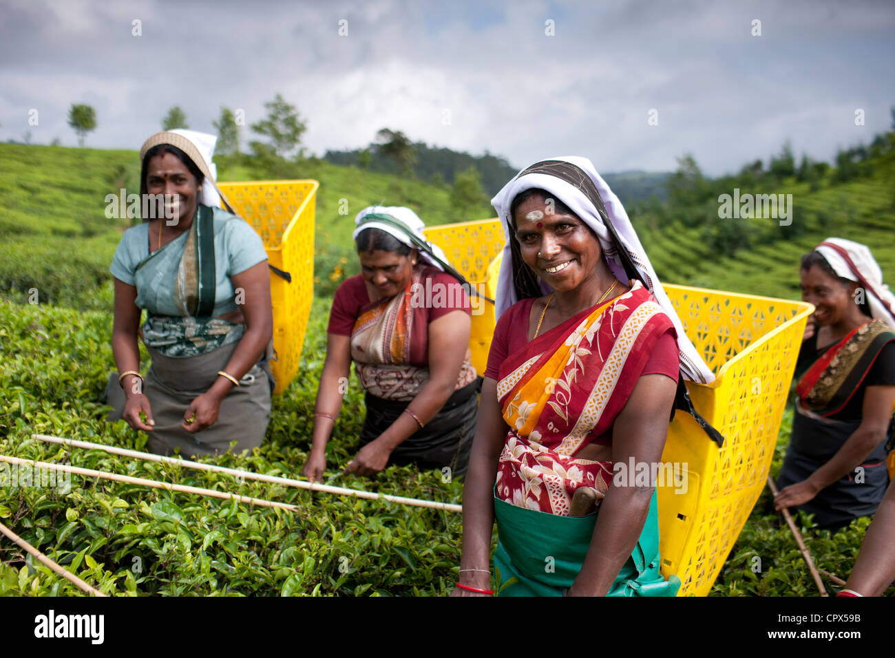 tea pluckers on the Pedro Estate, Nuwara Eliya, Southern Highlands, Sri ...
