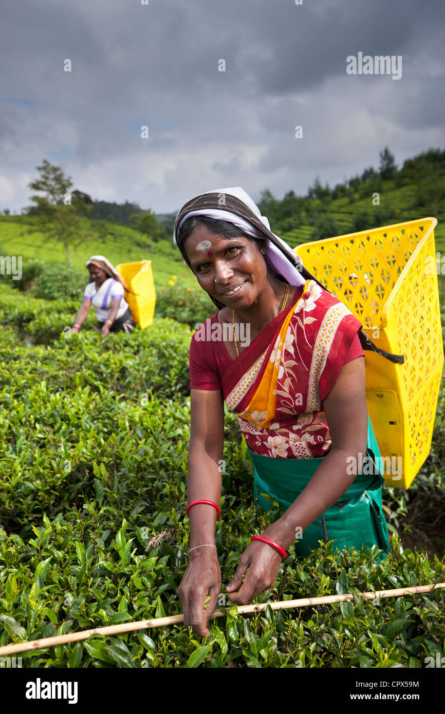 tea pluckers on the Pedro Estate, Nuwara Eliya, Southern Highlands, Sri ...