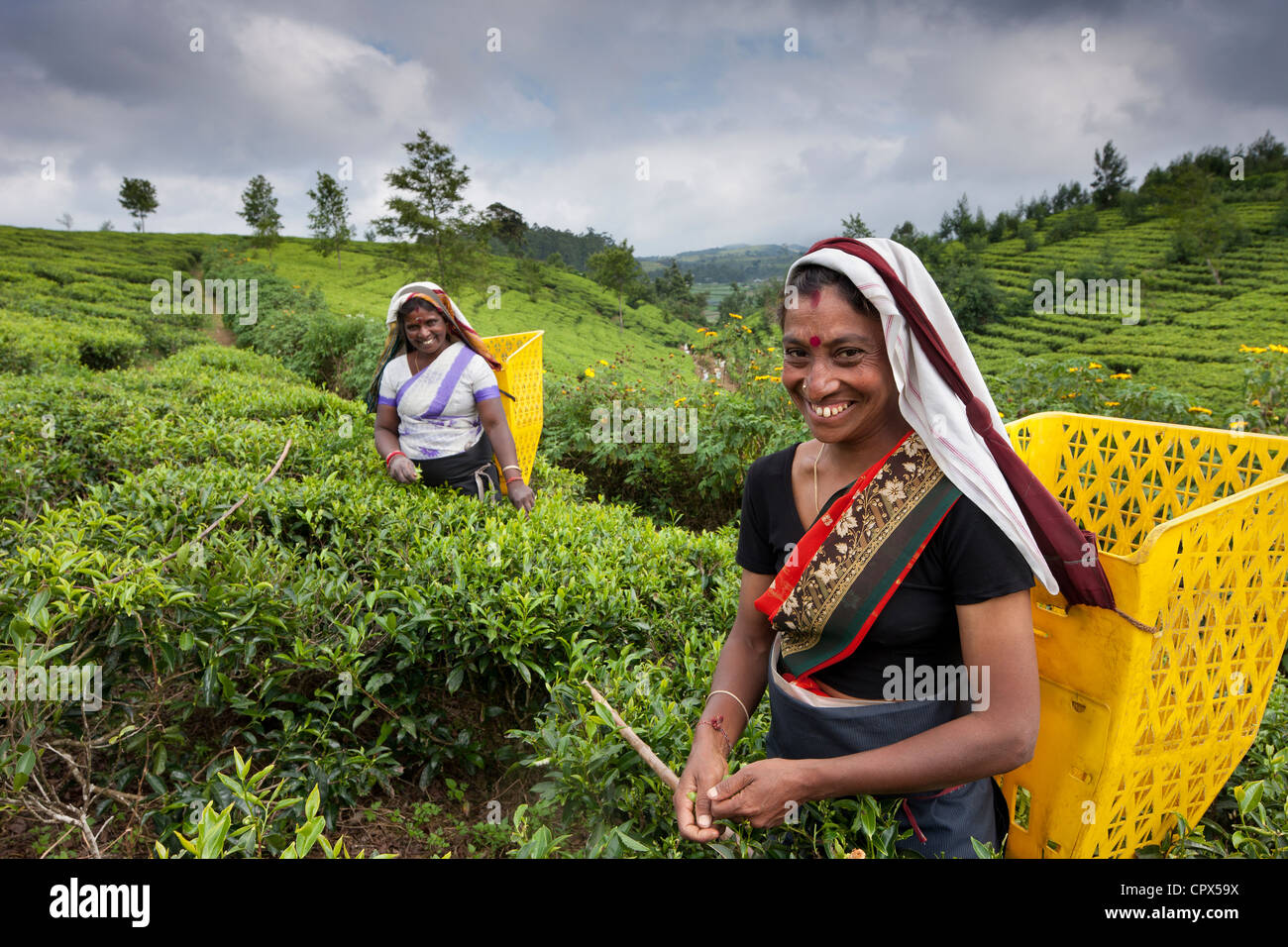 tea pluckers on the Pedro Estate, Nuwara Eliya, Southern Highlands, Sri ...