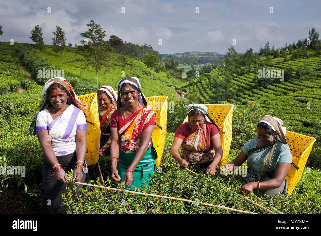 tea pluckers on the Pedro Estate, Nuwara Eliya, Southern Highlands, Sri ...