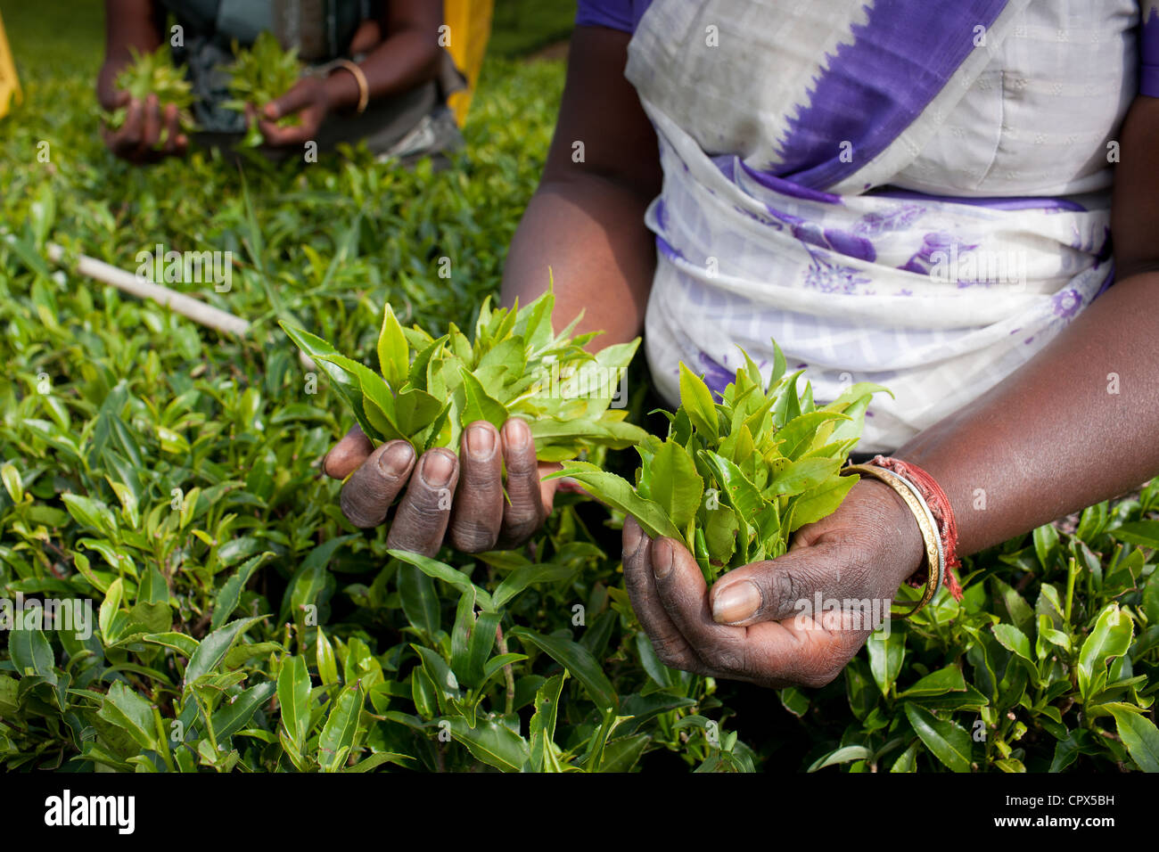 tea pluckers on the Pedro Estate, Nuwara Eliya, Southern Highlands, Sri ...