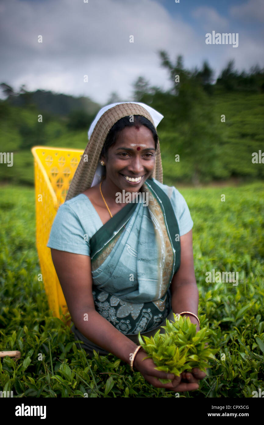 tea pluckers on the Pedro Estate, Nuwara Eliya, Southern Highlands, Sri ...