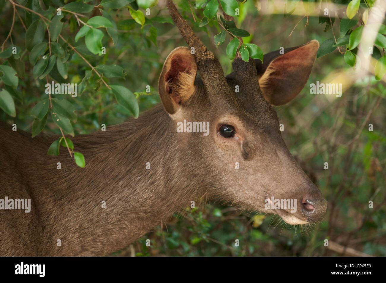 Sambar Deer, Wilpattu National Park, Sri Lanka Stock Photo - Alamy