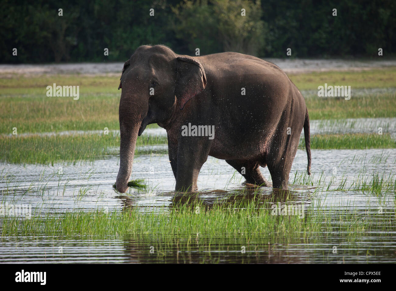 Elephant, Wilpattu National Park, Sri Lanka Stock Photo - Alamy