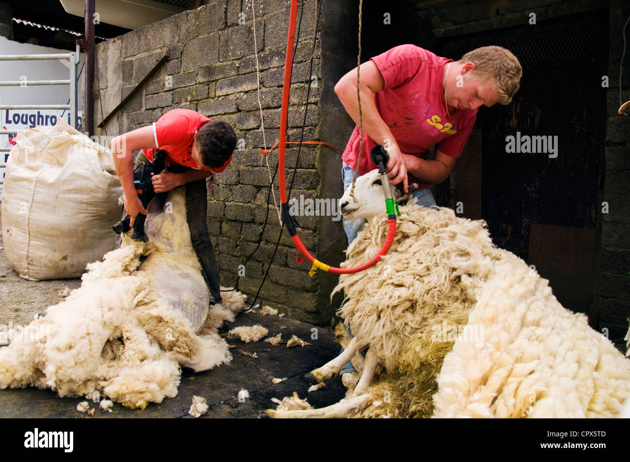 Shearing sheep two young men working Stock Photo - Alamy