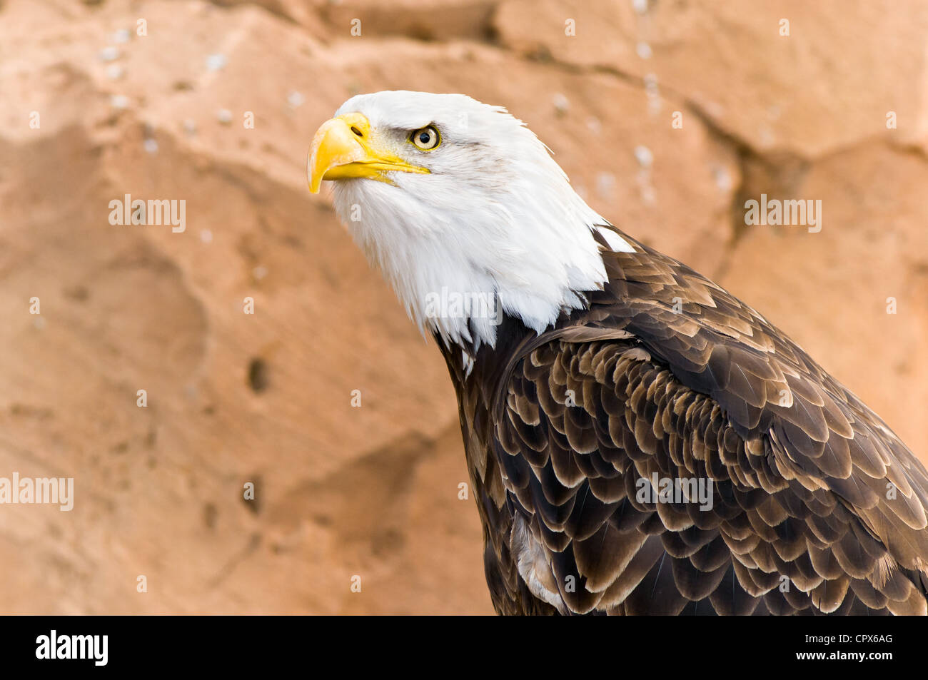The Evil Eagle High Resolution Stock Photography and Images - Alamy