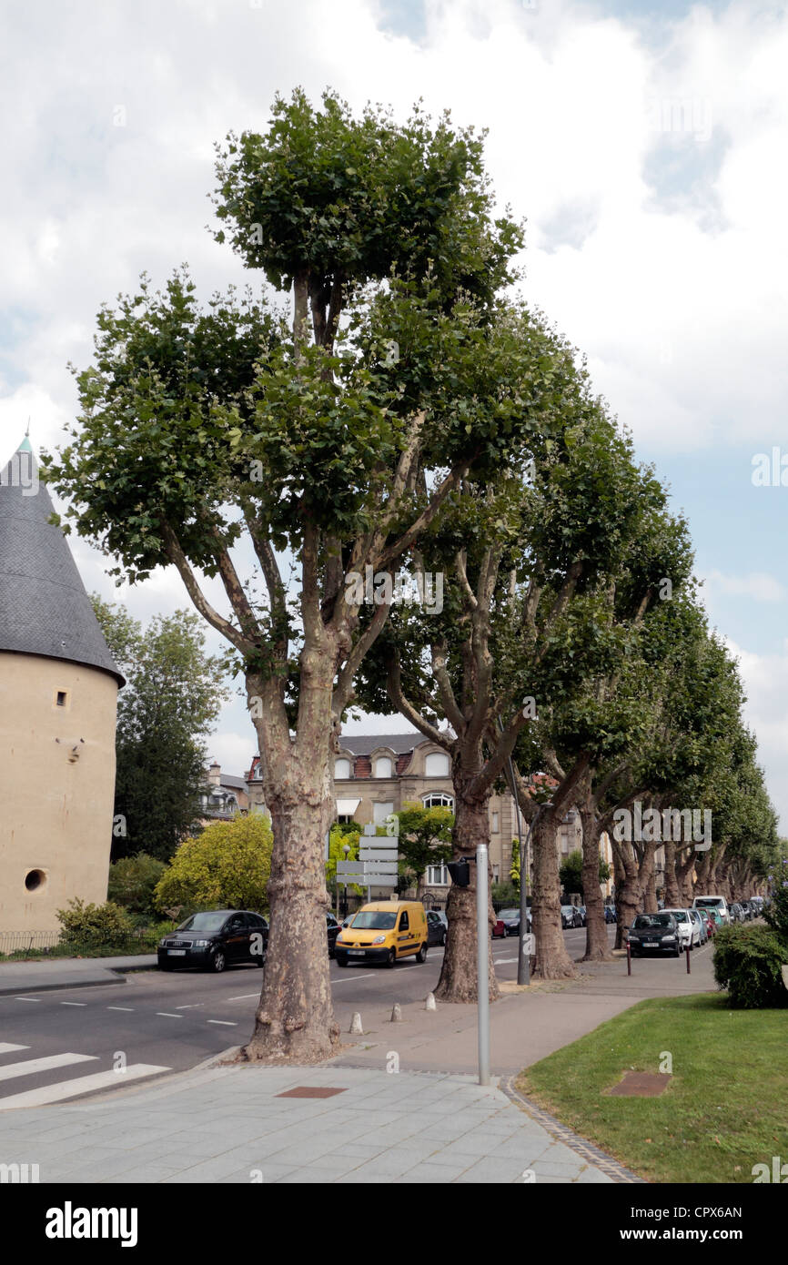 A line of pollarded treesshowing regrowth in Metz, Moselle, Lorraine ...
