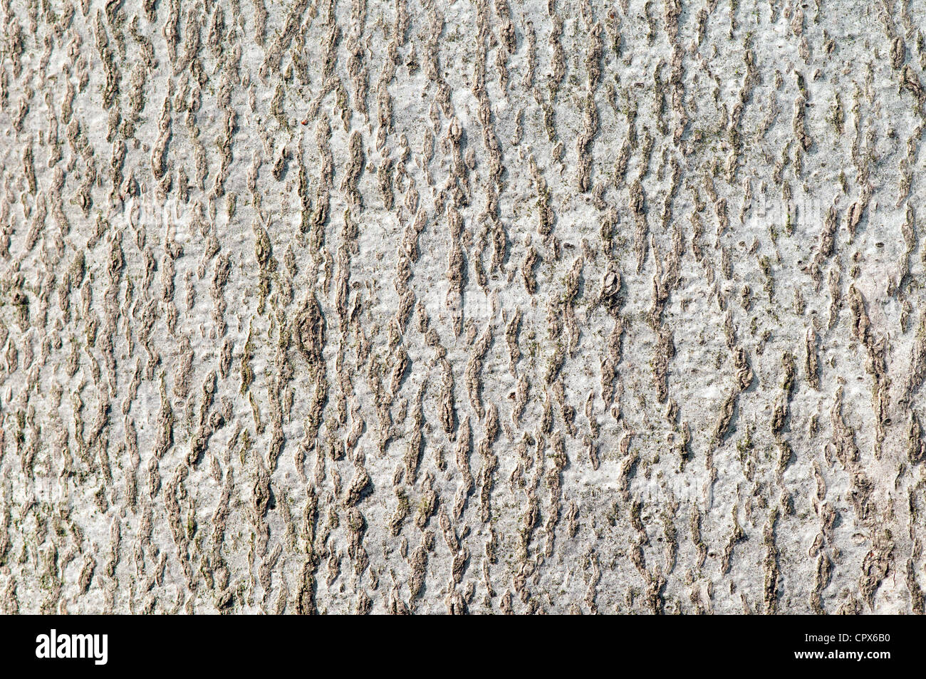 Beech bark hi-res stock photography and images - Alamy