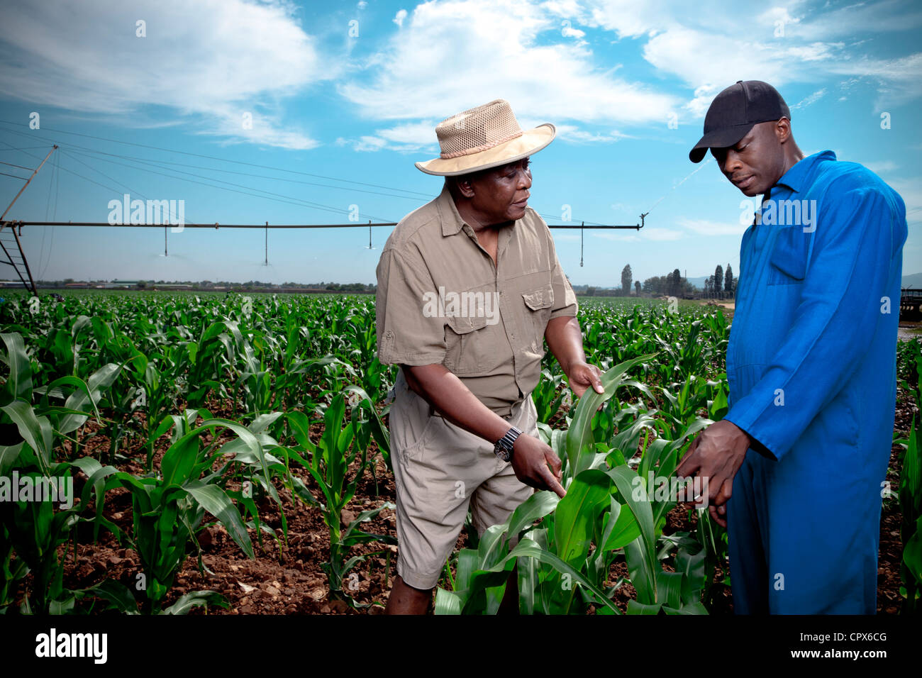 Black farmer stands smiling in a crop field with his worker Stock Photo ...
