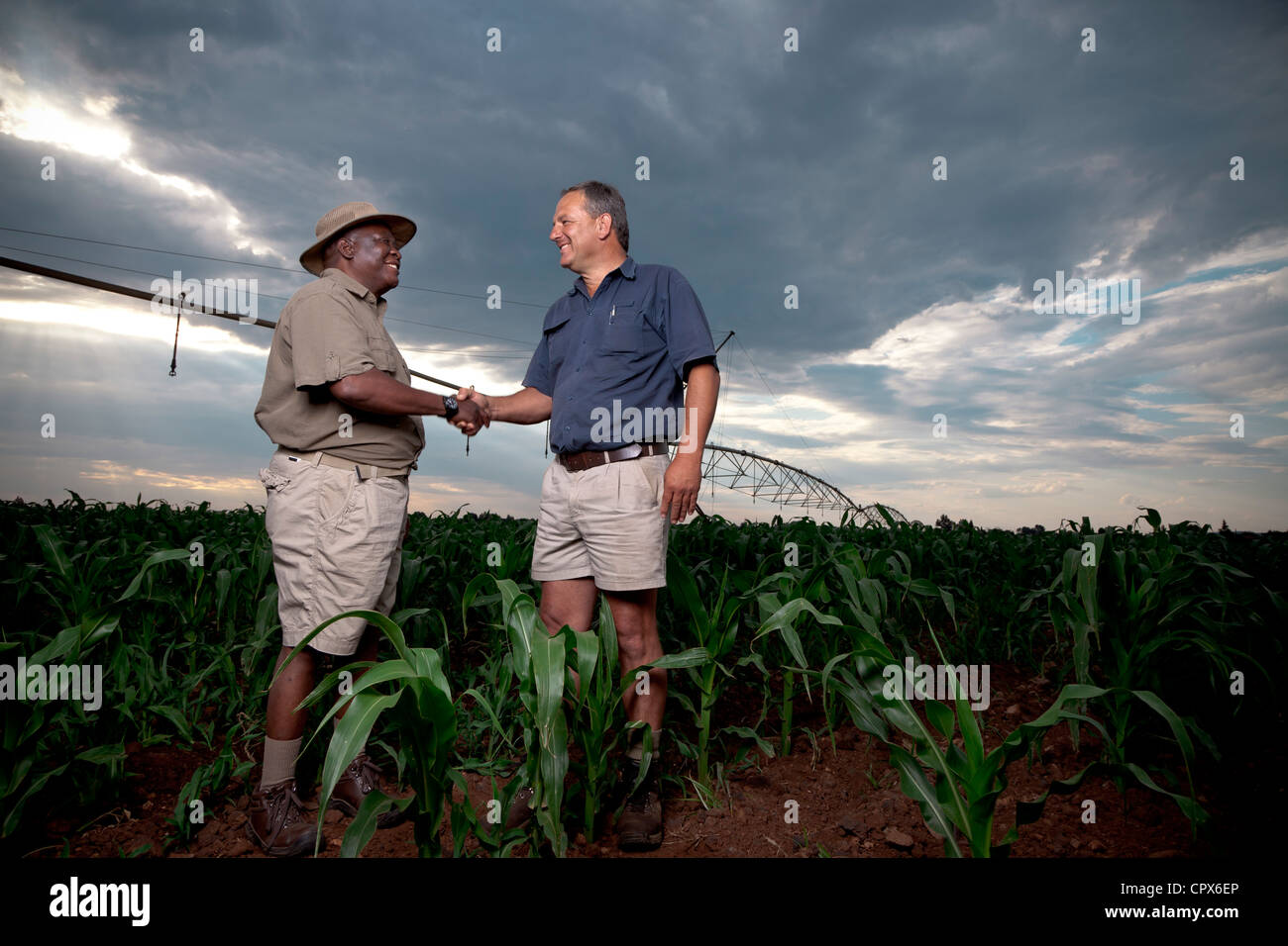 Two farmers stand in a field of crops, shaking hands Stock Photo - Alamy