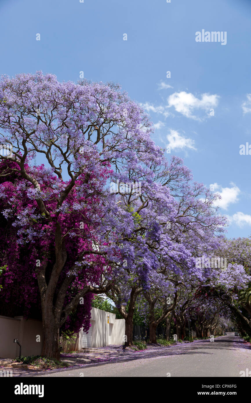 Overall shot of trees in a suburban neighborhood Stock Photo - Alamy