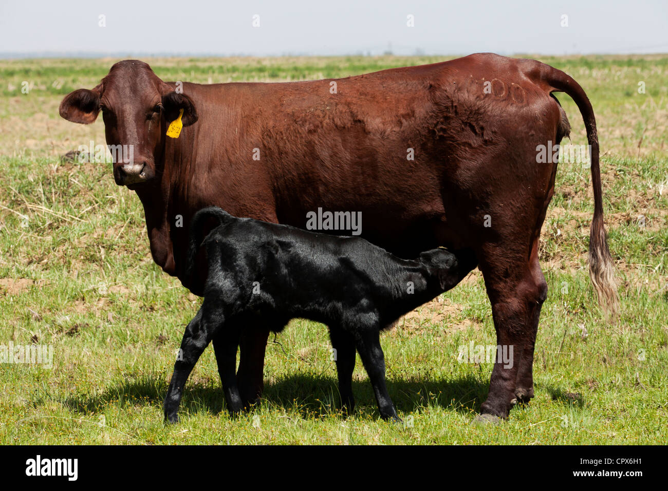 Bull standing in a hi-res stock photography and images - Alamy